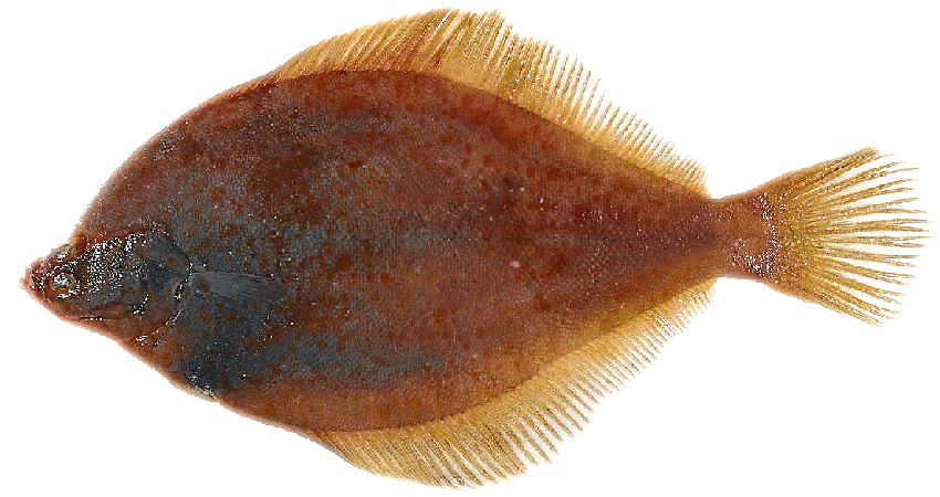 Witch Flounder